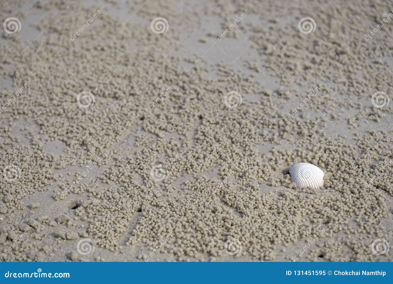 Shell Op Het Zandstrand, Enige Shell Stock Afbeelding - Image of schoon ...