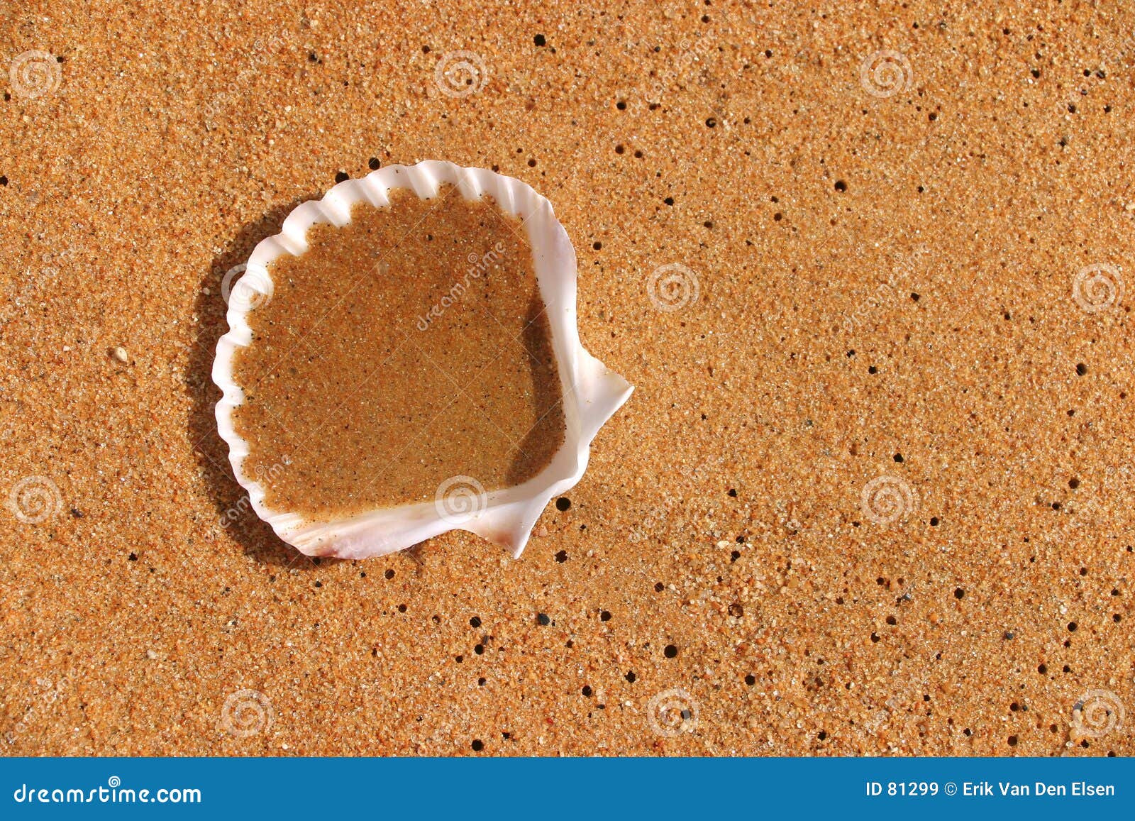 Shell on orange beachsand stock image. Image of orange, ashore - 81299