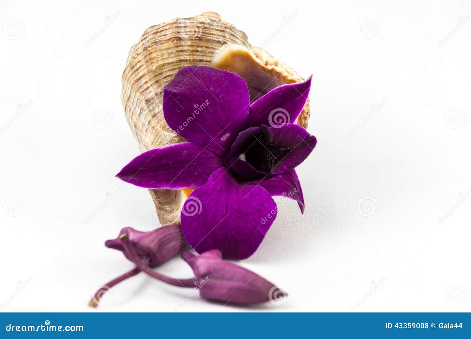 Shell and Orchid stock photo. Image of life, sensual - 43359008