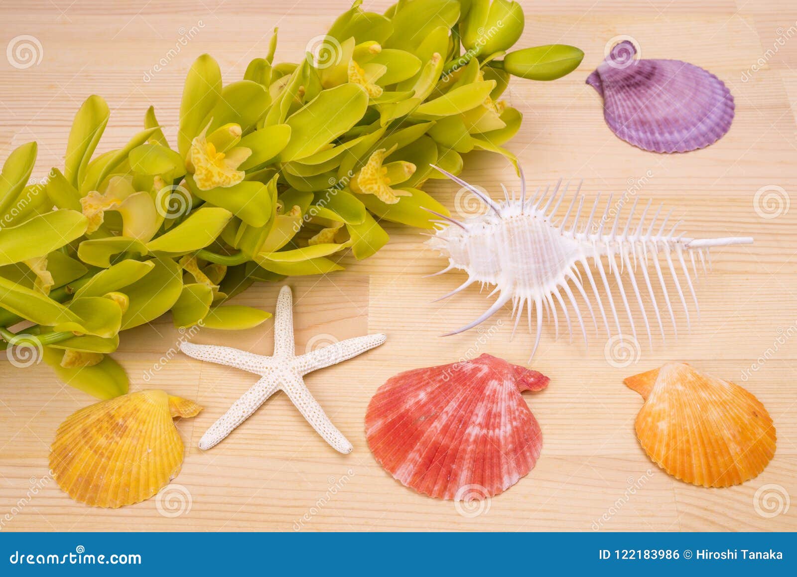 Shell and orchid stock photo. Image of beautiful, fleur - 122183986