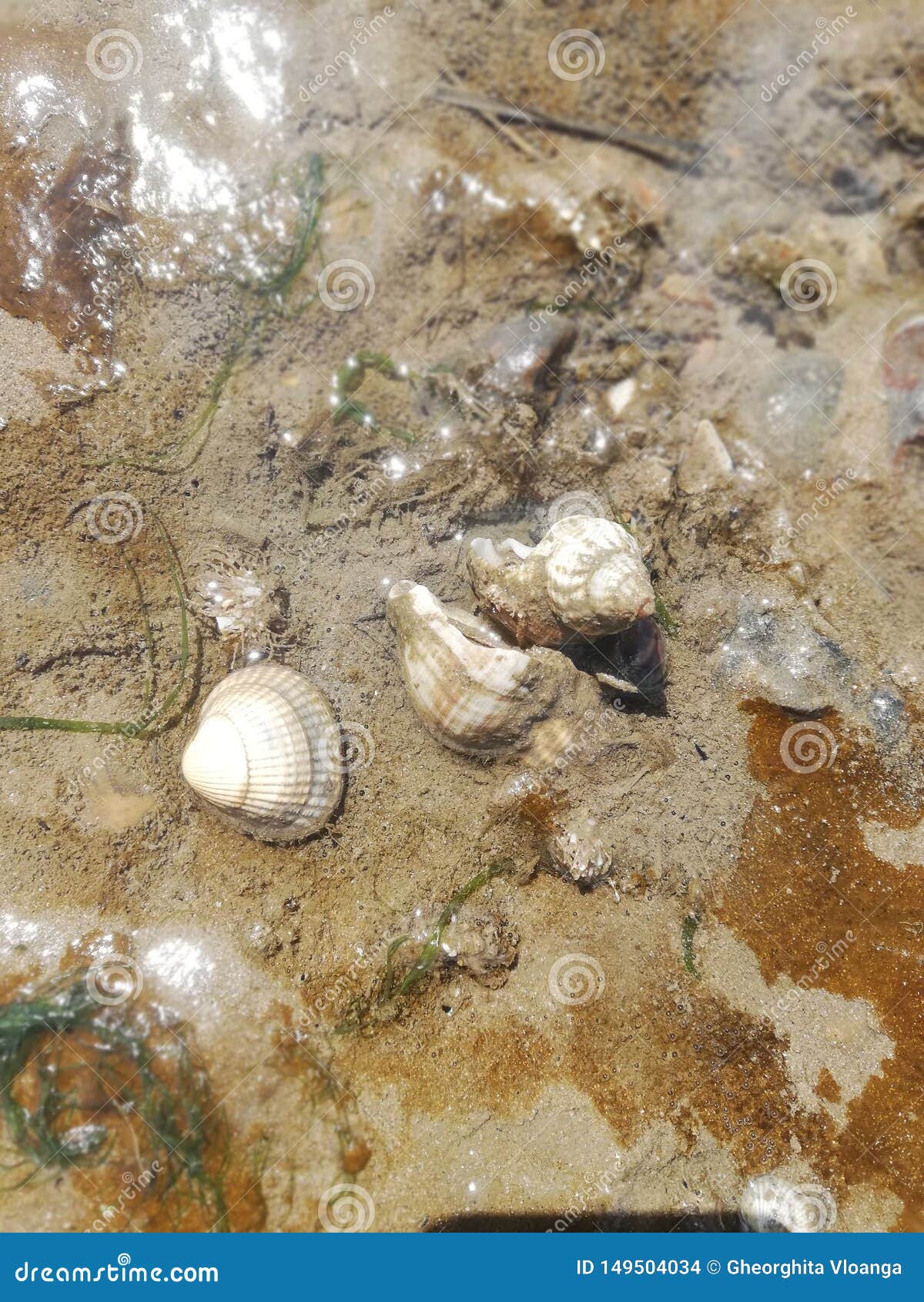 Shell out water stock photo. Image of water, shell, sand - 149504034