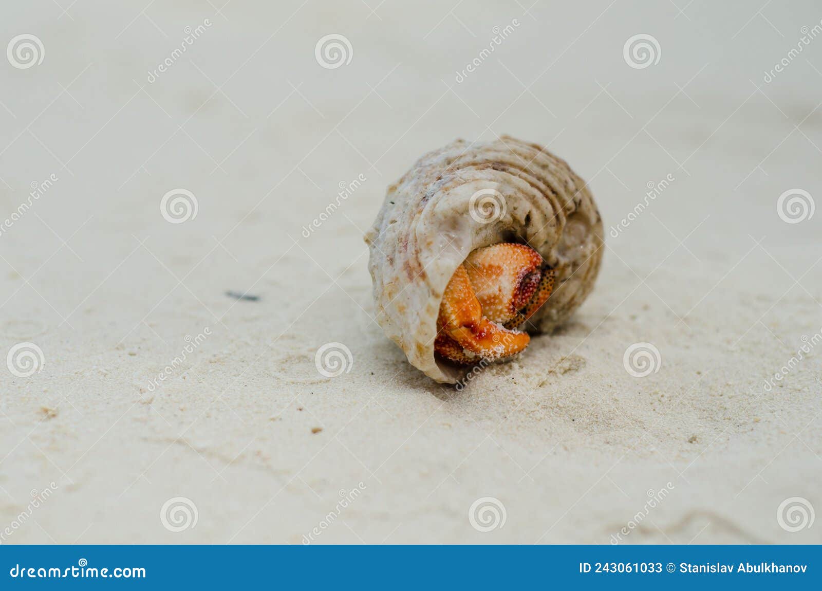 Shell with owner stock image. Image of yellow, leaf - 243061033