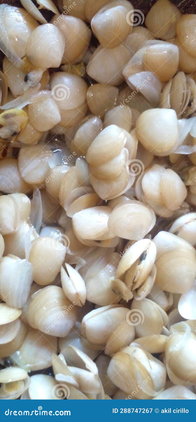 Shell Oyster Soft Open and Close Sea Animal Stock Image - Image of meat ...