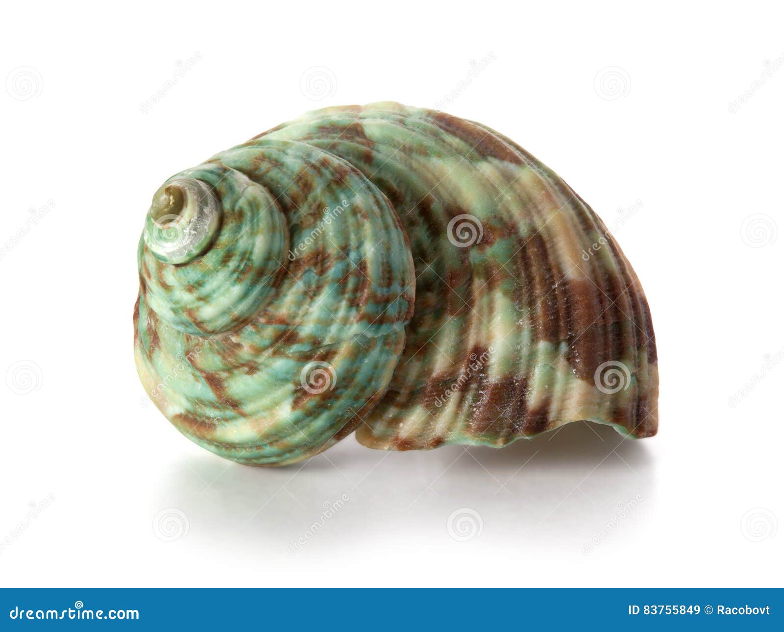 Shell from the Pacific Ocean Stock Image - Image of decorative ...