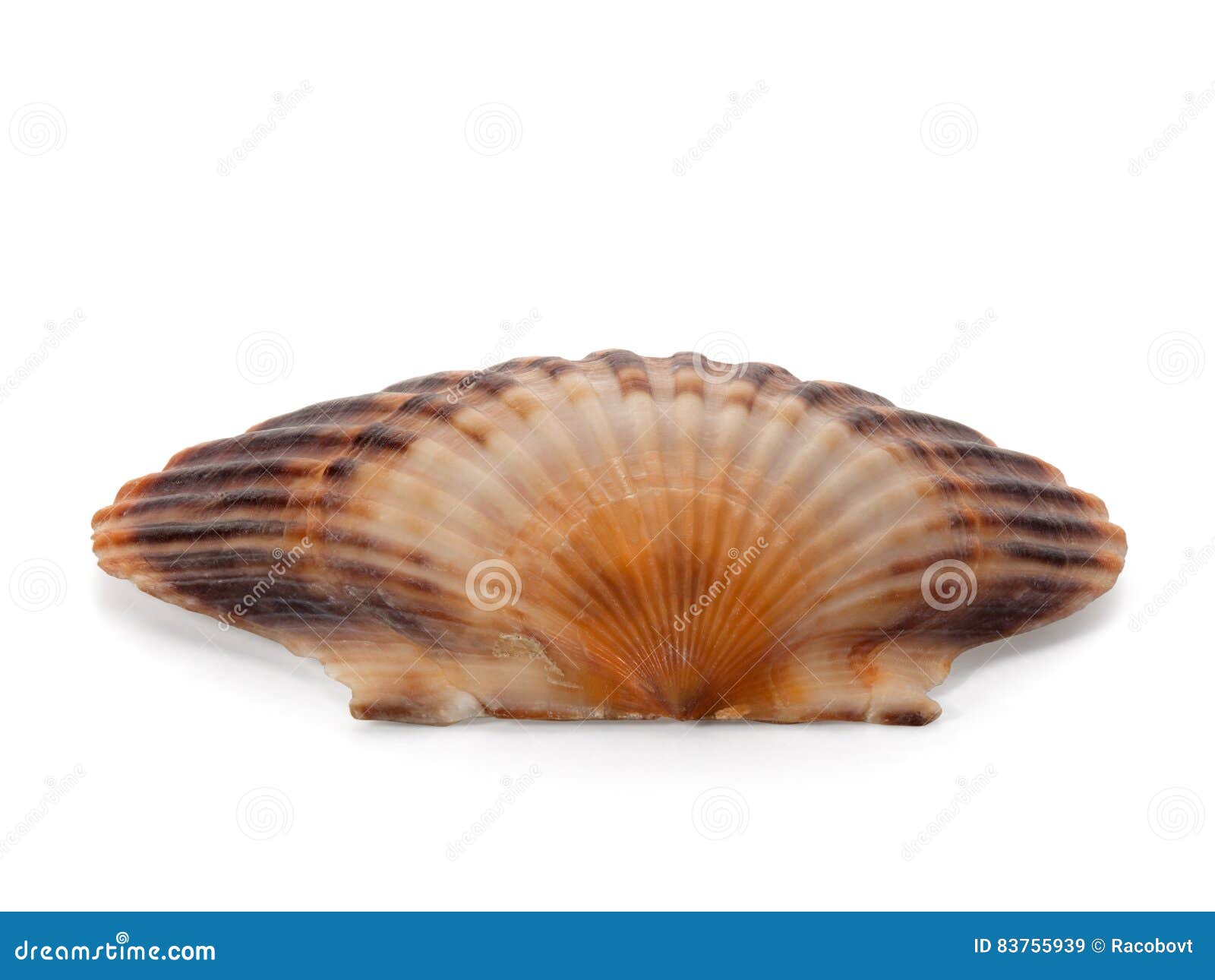 Shell from the Pacific Ocean Stock Image - Image of gastropod, shell ...