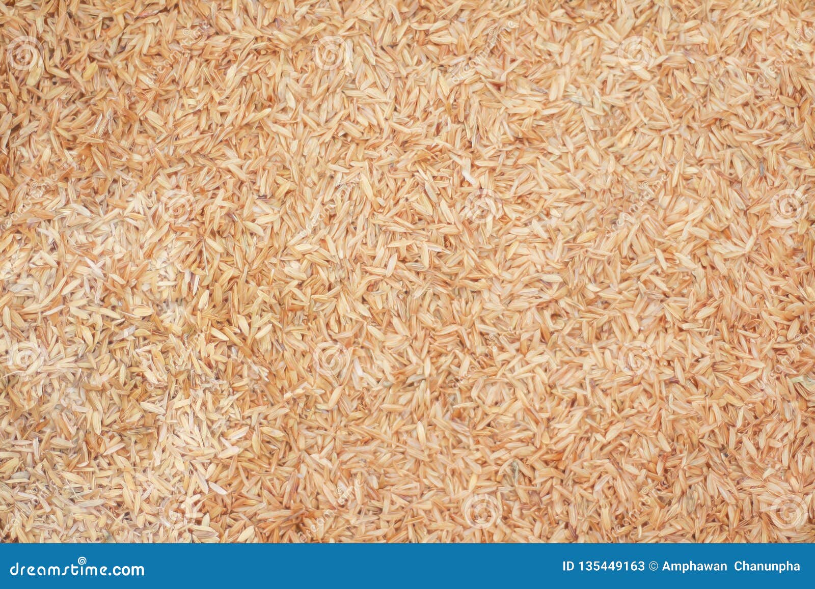 Shell of Paddy Texture Nature for Background ,walkway Husks in Farm ...