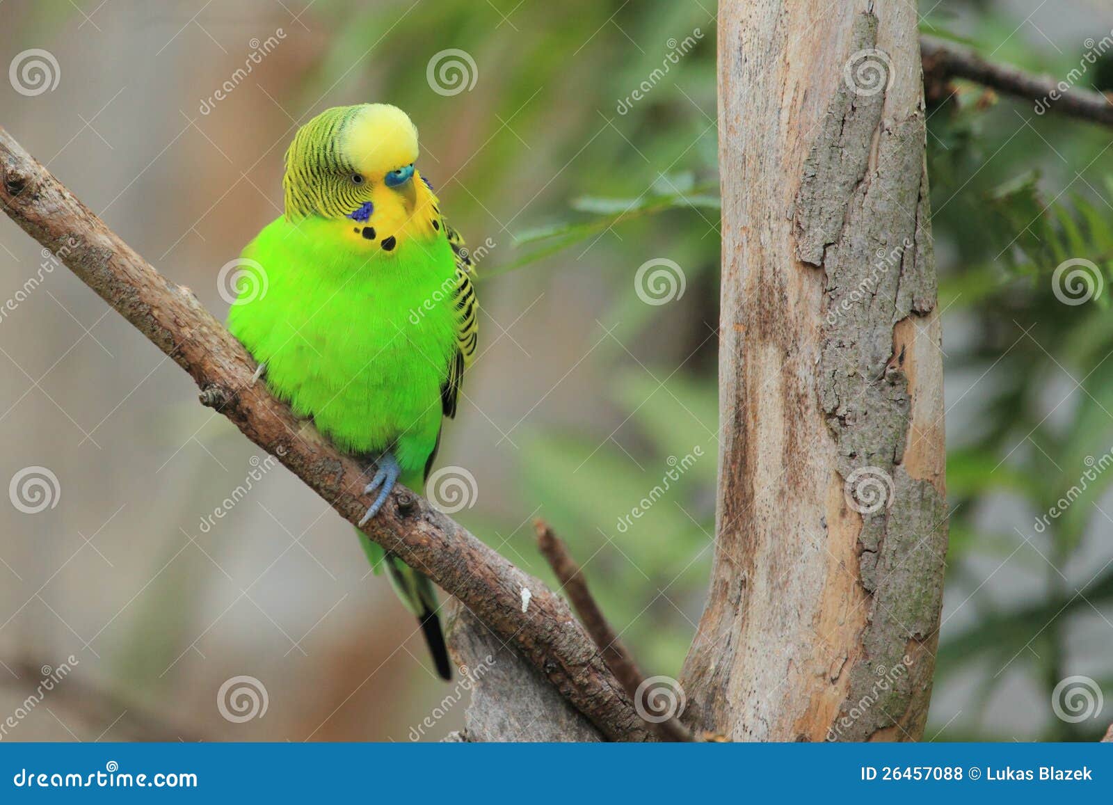 Shell parakeet stock photo. Image of bird, common, sitting - 26457088