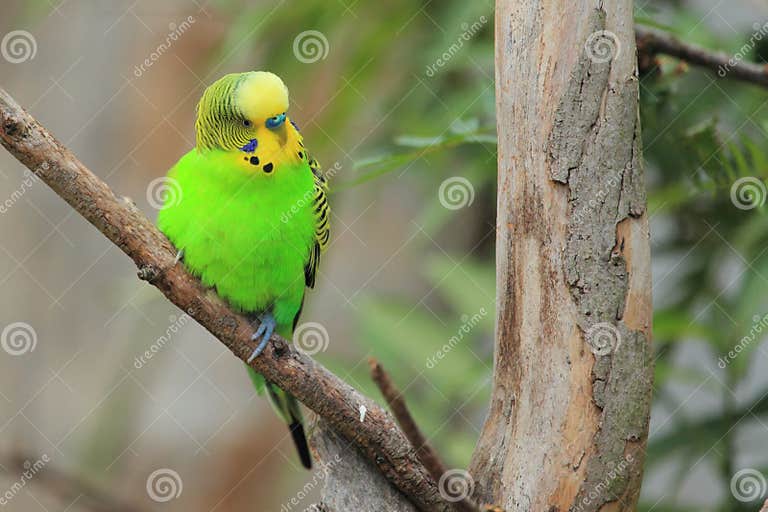 Shell parakeet stock photo. Image of bird, common, sitting - 26457088