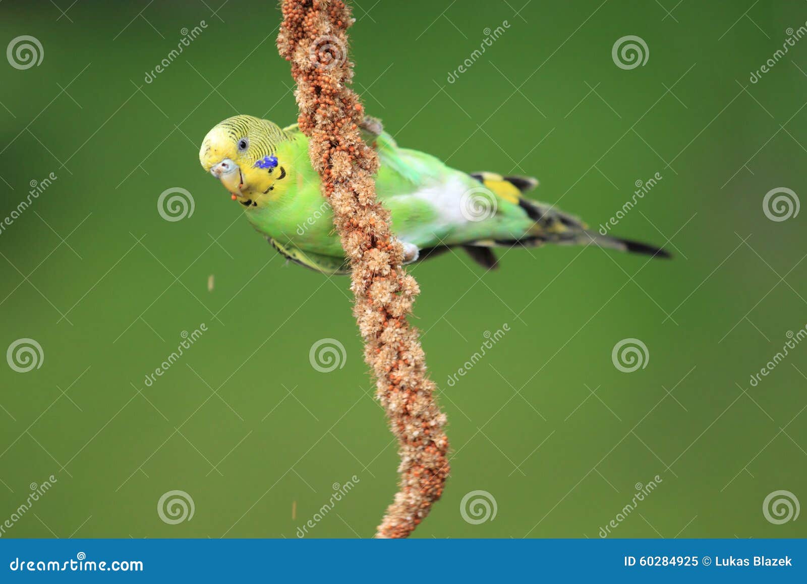 Shell parakeet stock image. Image of yellow, melopsittacus - 60284925