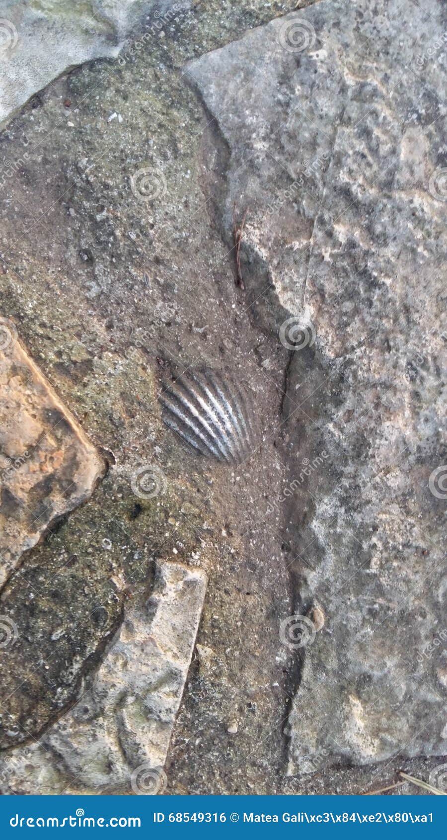 Shell stock photo. Image of shell, littleshell, path - 68549316