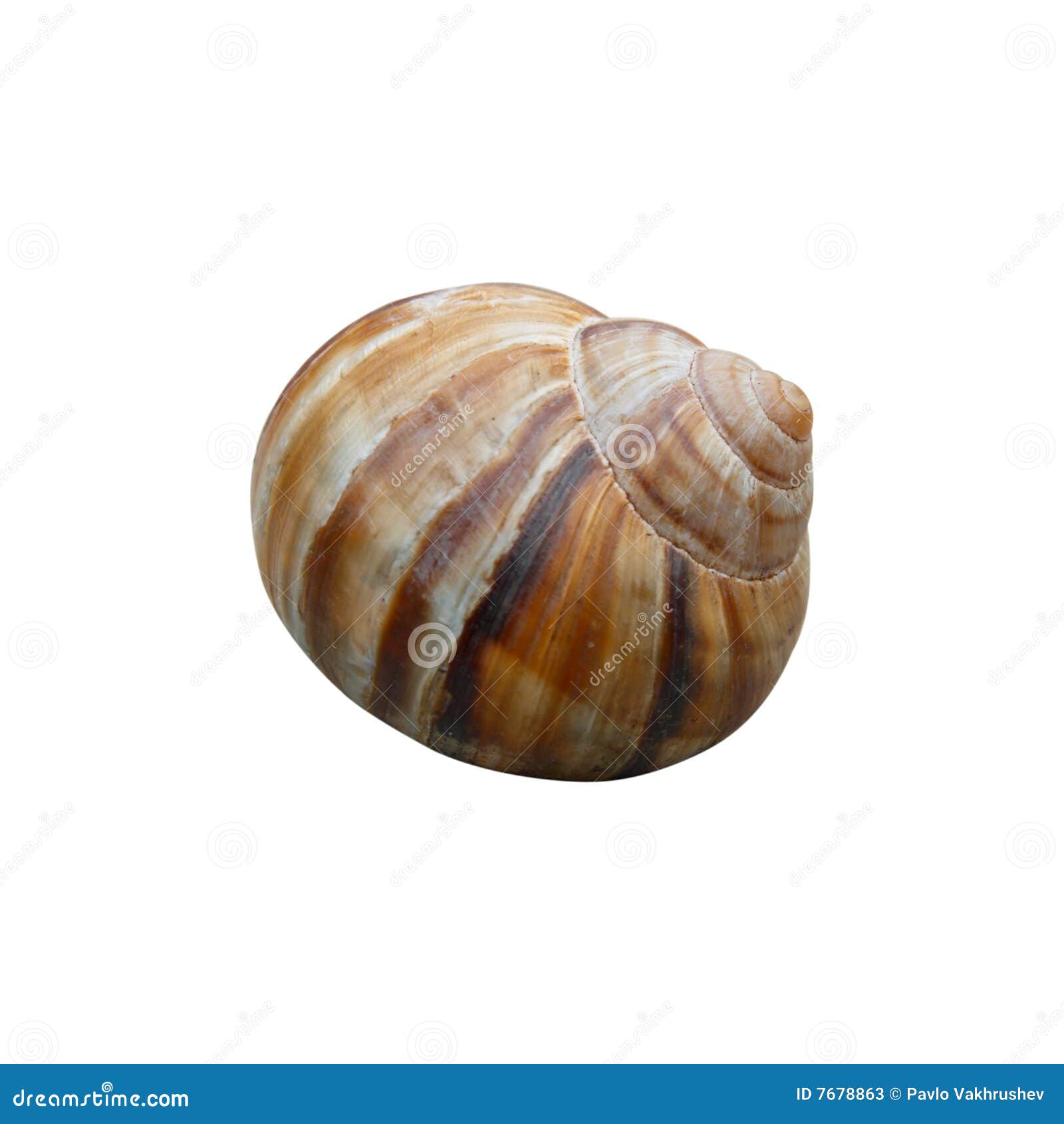 Shell with path stock image. Image of ocean, object, aquarium - 7678863
