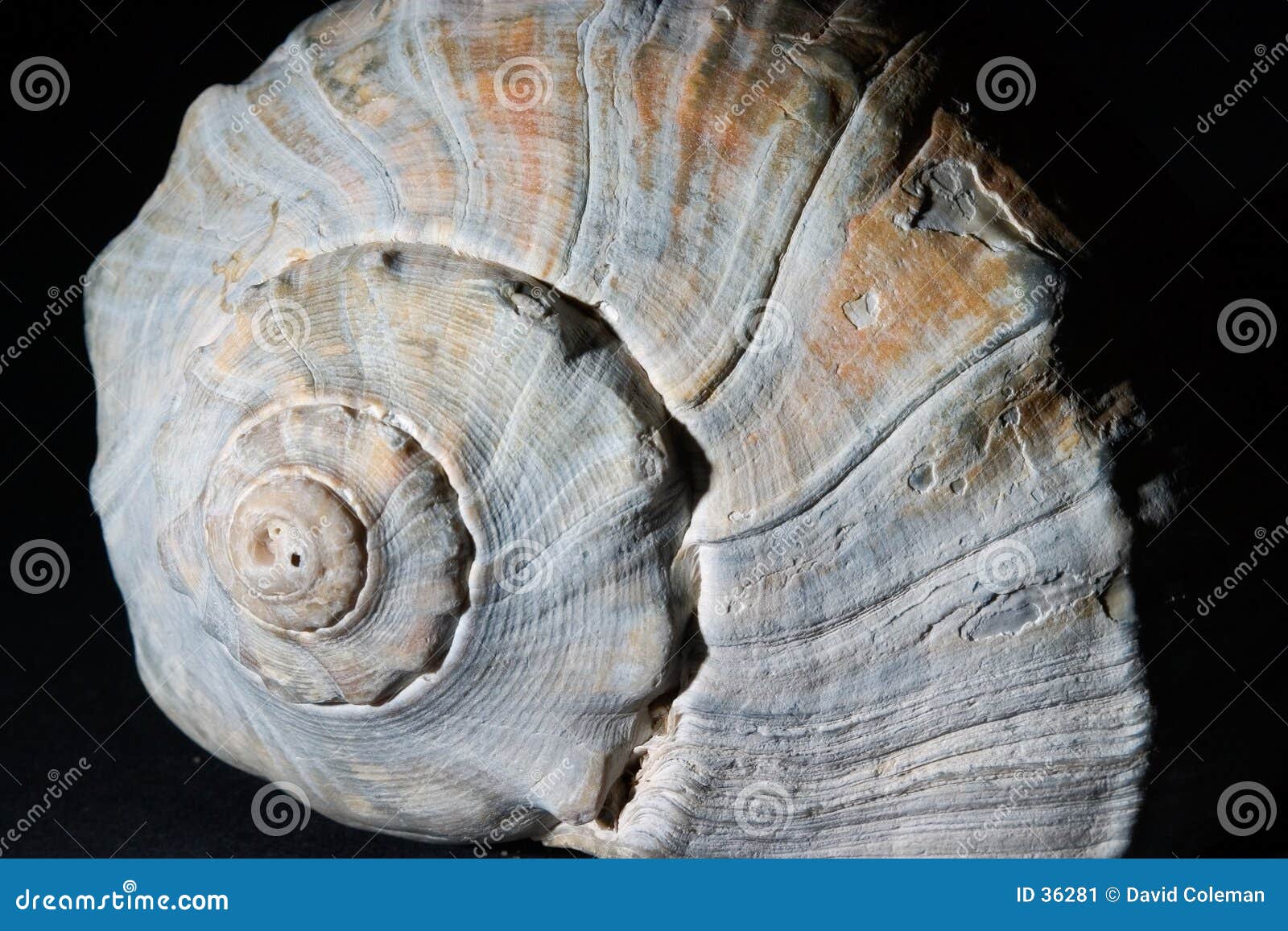 Shell pattern stock image. Image of still, swirl, shape - 36281