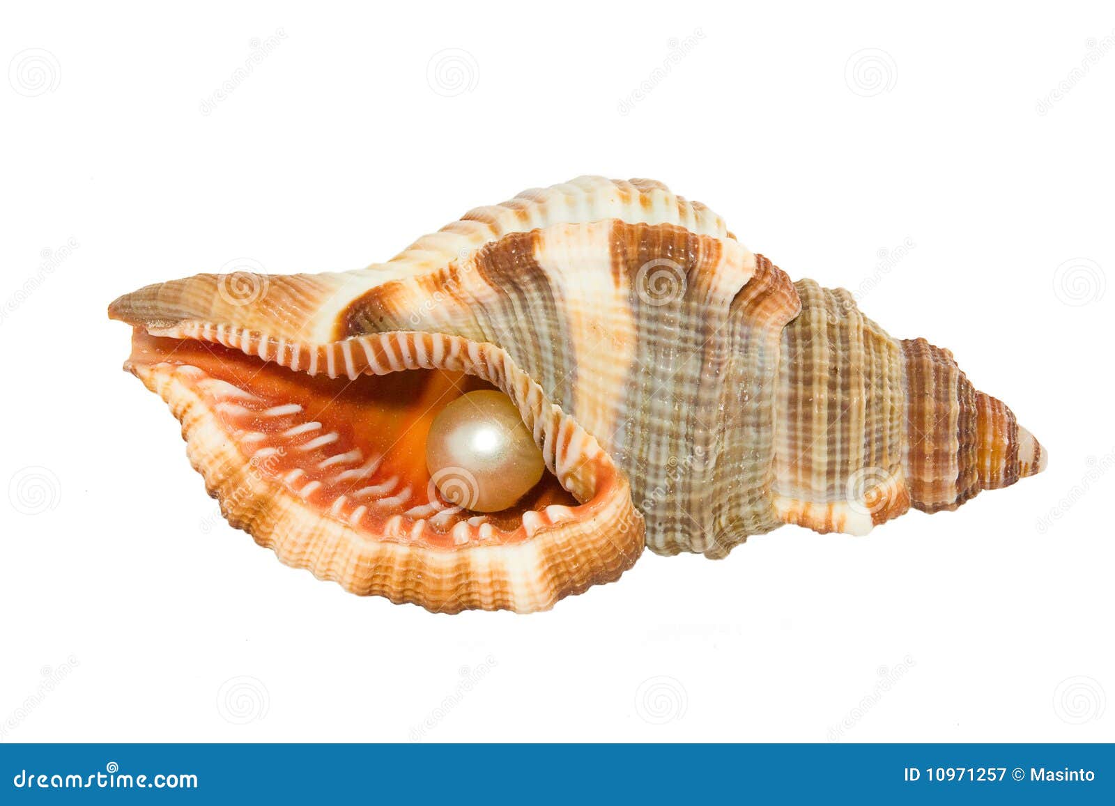 Shell with pearl stock image. Image of rest, white, seashells - 10971257