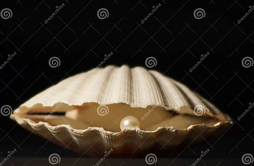 Shell with Pearl stock image. Image of holiday, nature - 11415851