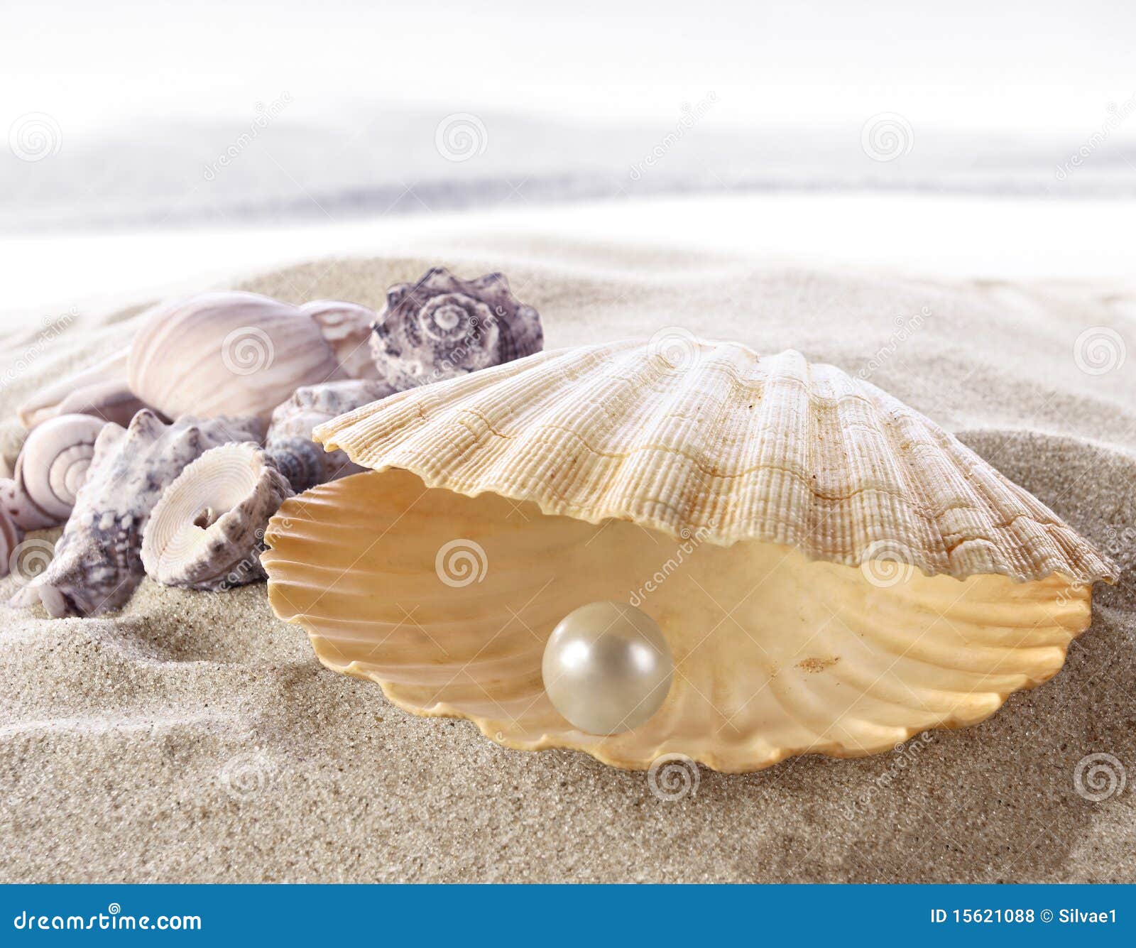 Shell with a pearl stock photo. Image of coast, dream - 15621088