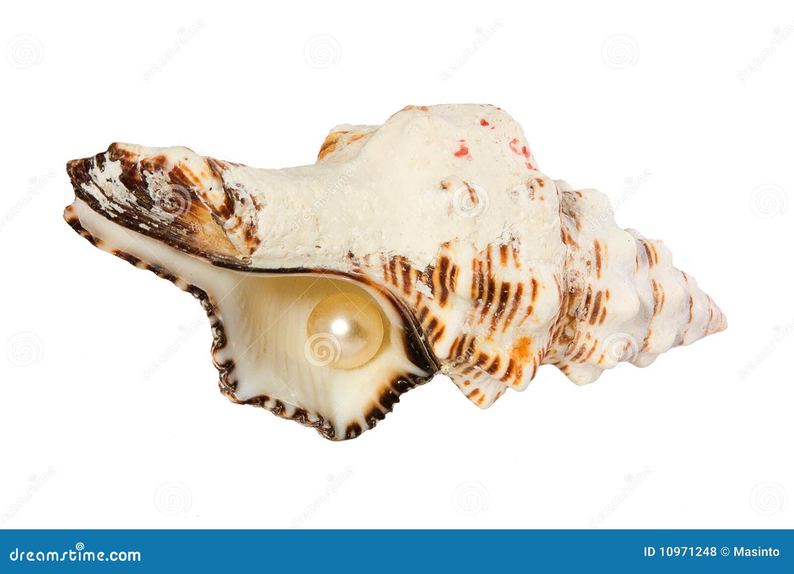 Shell and pearl 2 stock photo. Image of isolated, pearlescent - 10971248