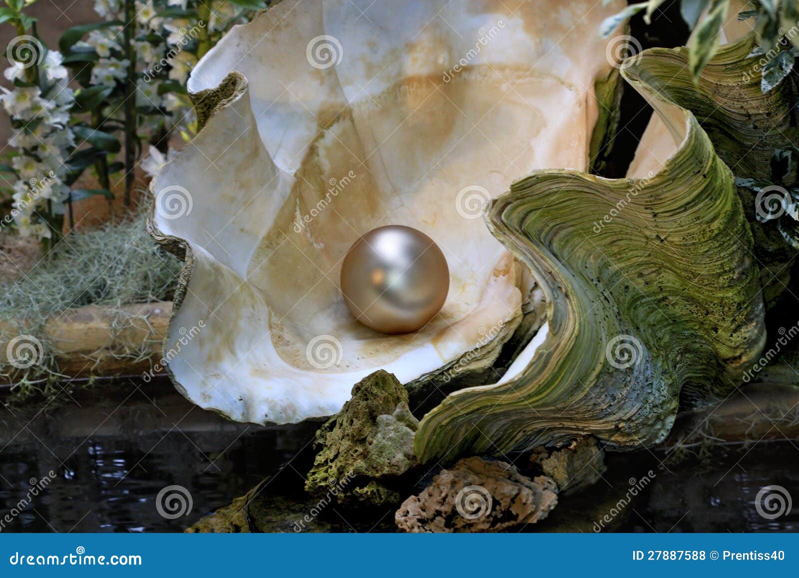 Shell with pearl stock photo. Image of stones, interior - 27887588