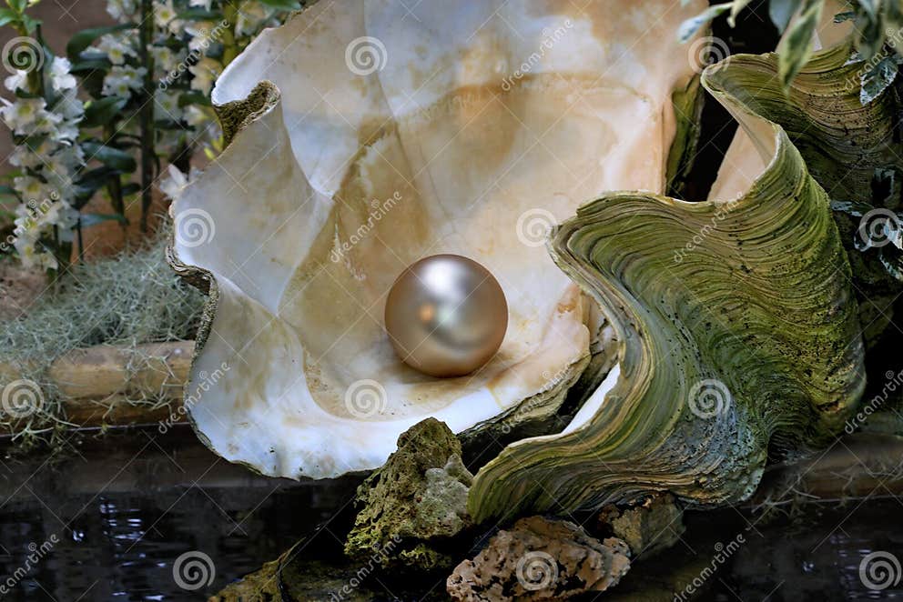 Shell with pearl stock photo. Image of stones, interior - 27887588