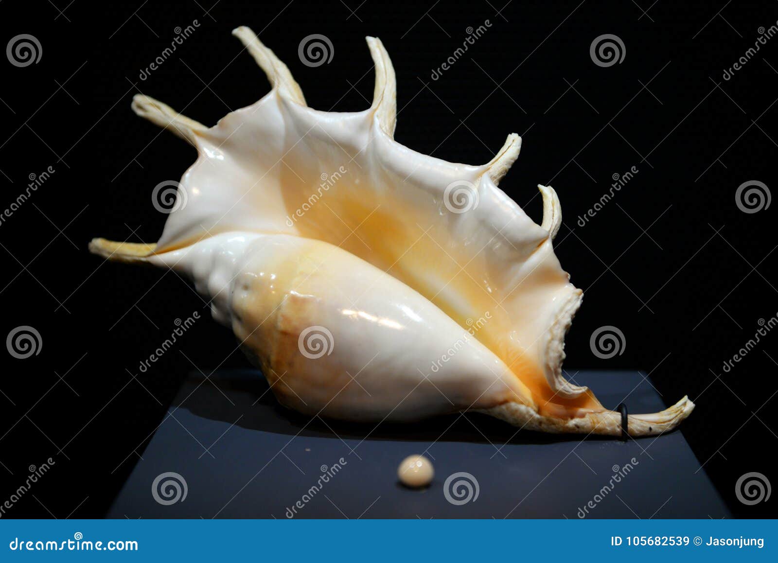 Conch with Pearl from Deep Ocean Stock Image - Image of conch, life ...