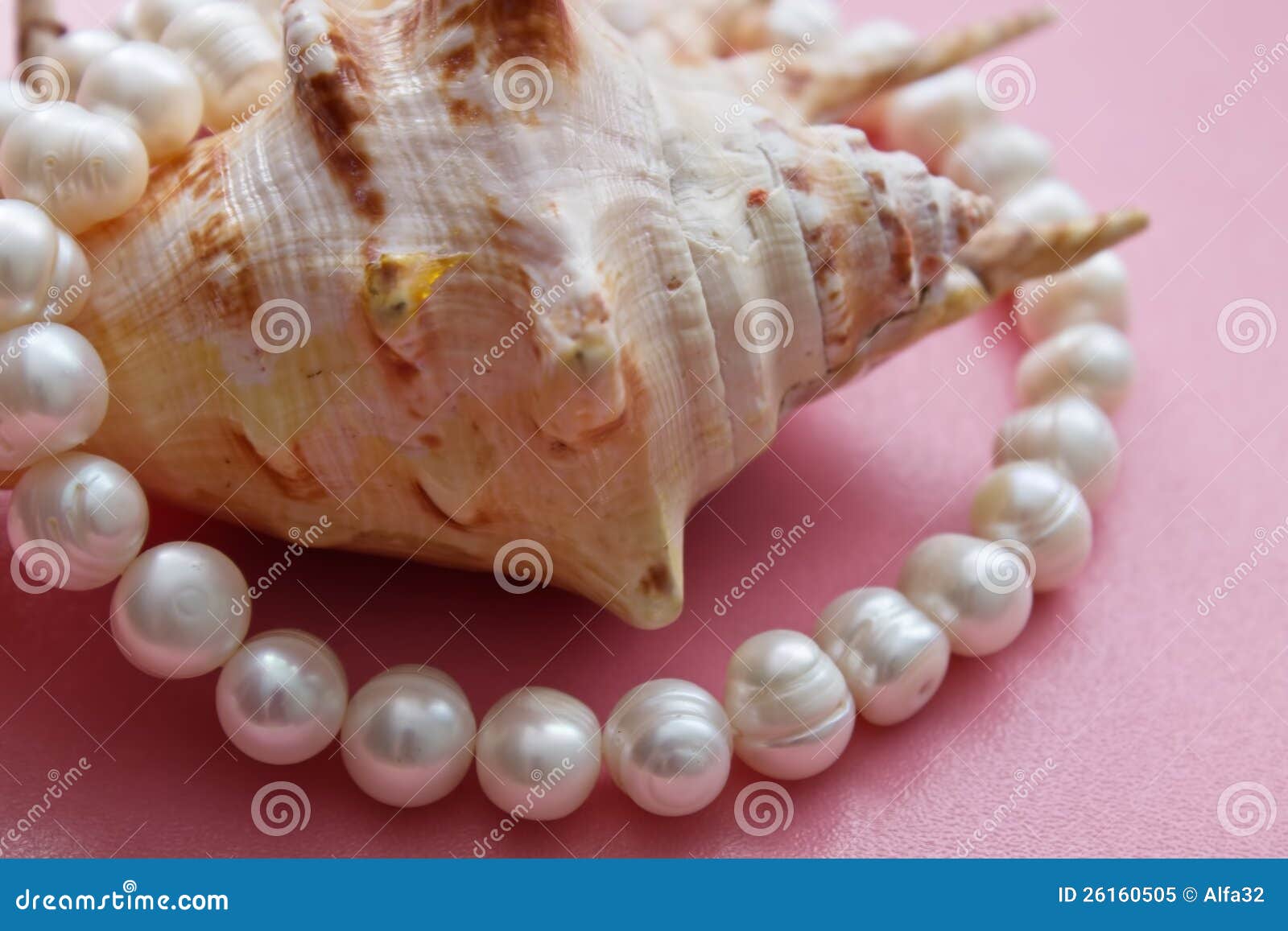 Shell with a Pearl Necklace Stock Image - Image of pearls, snake: 26160505