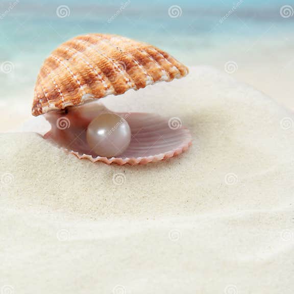 Shell with a pearl stock photo. Image of coast, scenic - 38477176