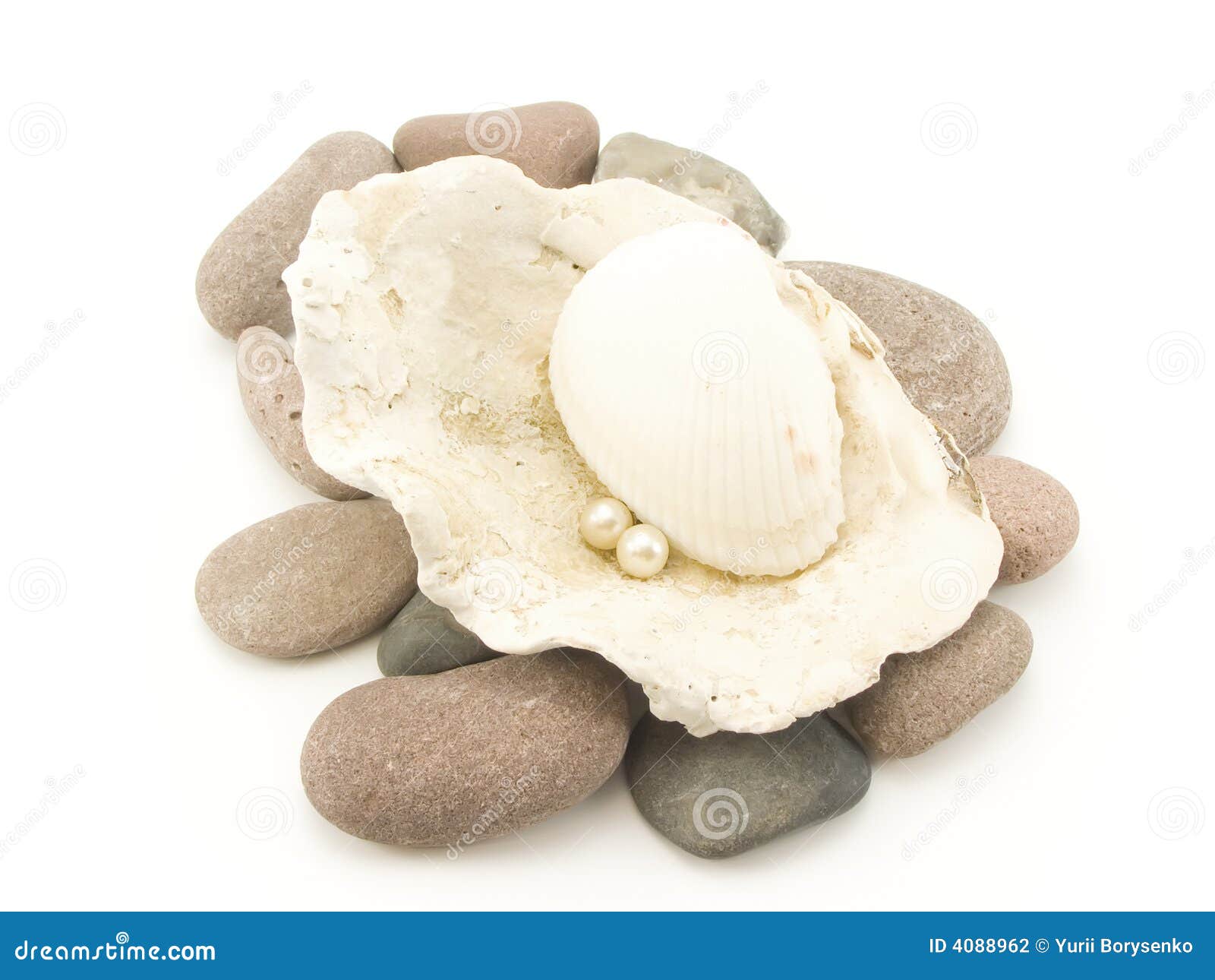 Shell with pearls stock photo. Image of nacre, texture - 4088962