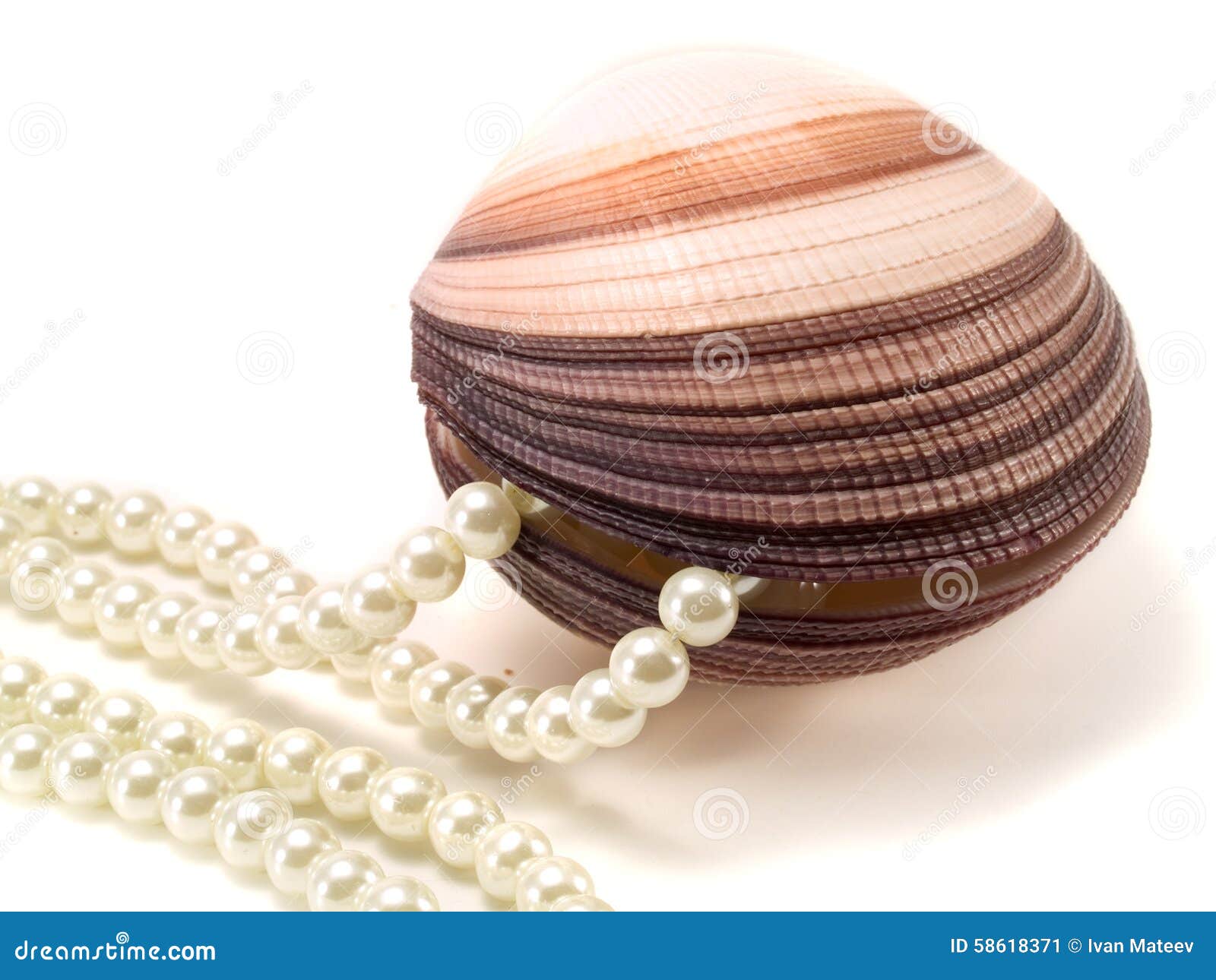 Shell with Pearls stock image. Image of 1000002615, idea - 58618371