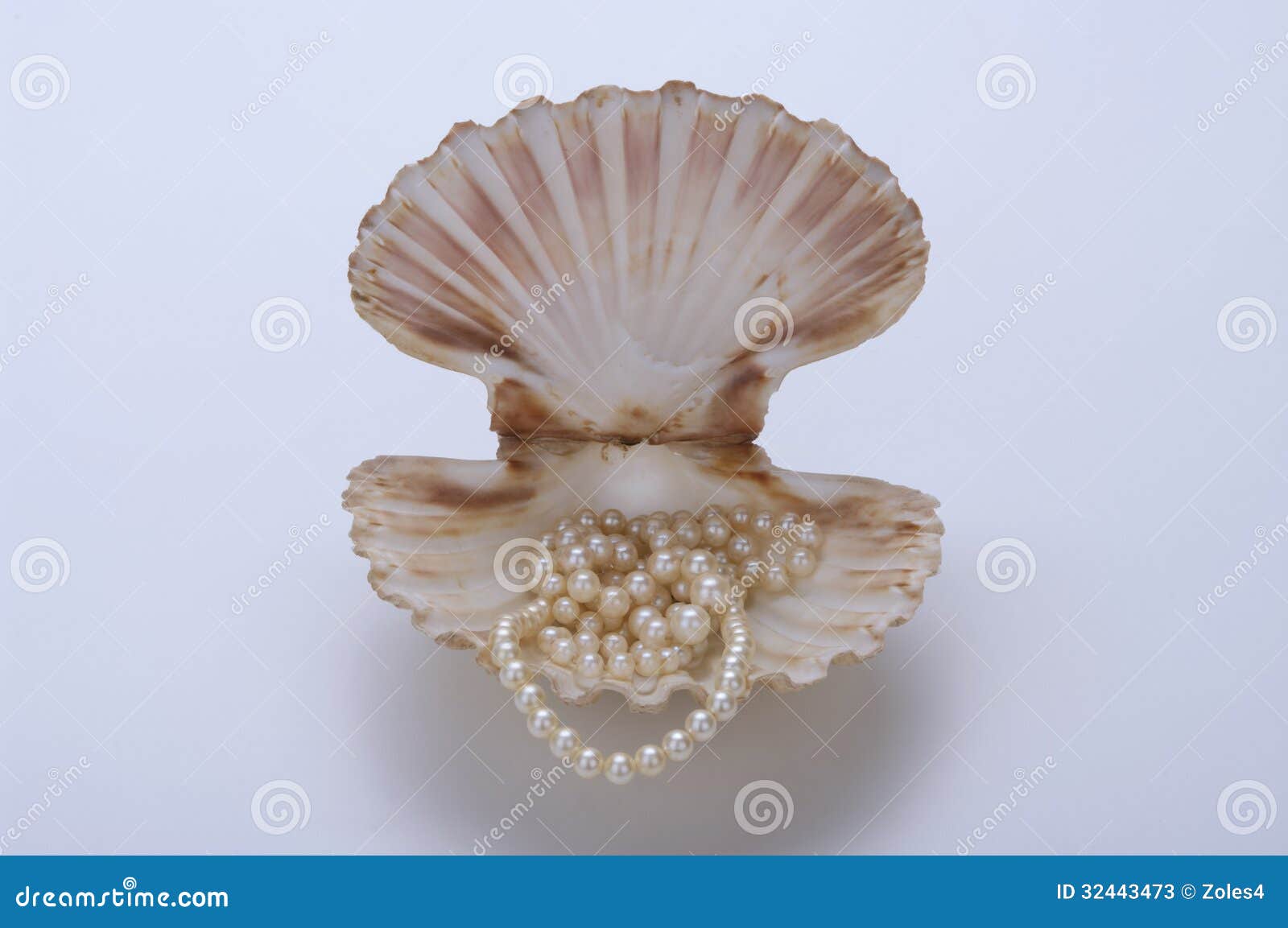 Shell with pearls stock image. Image of mollusk, aquarium - 32443473
