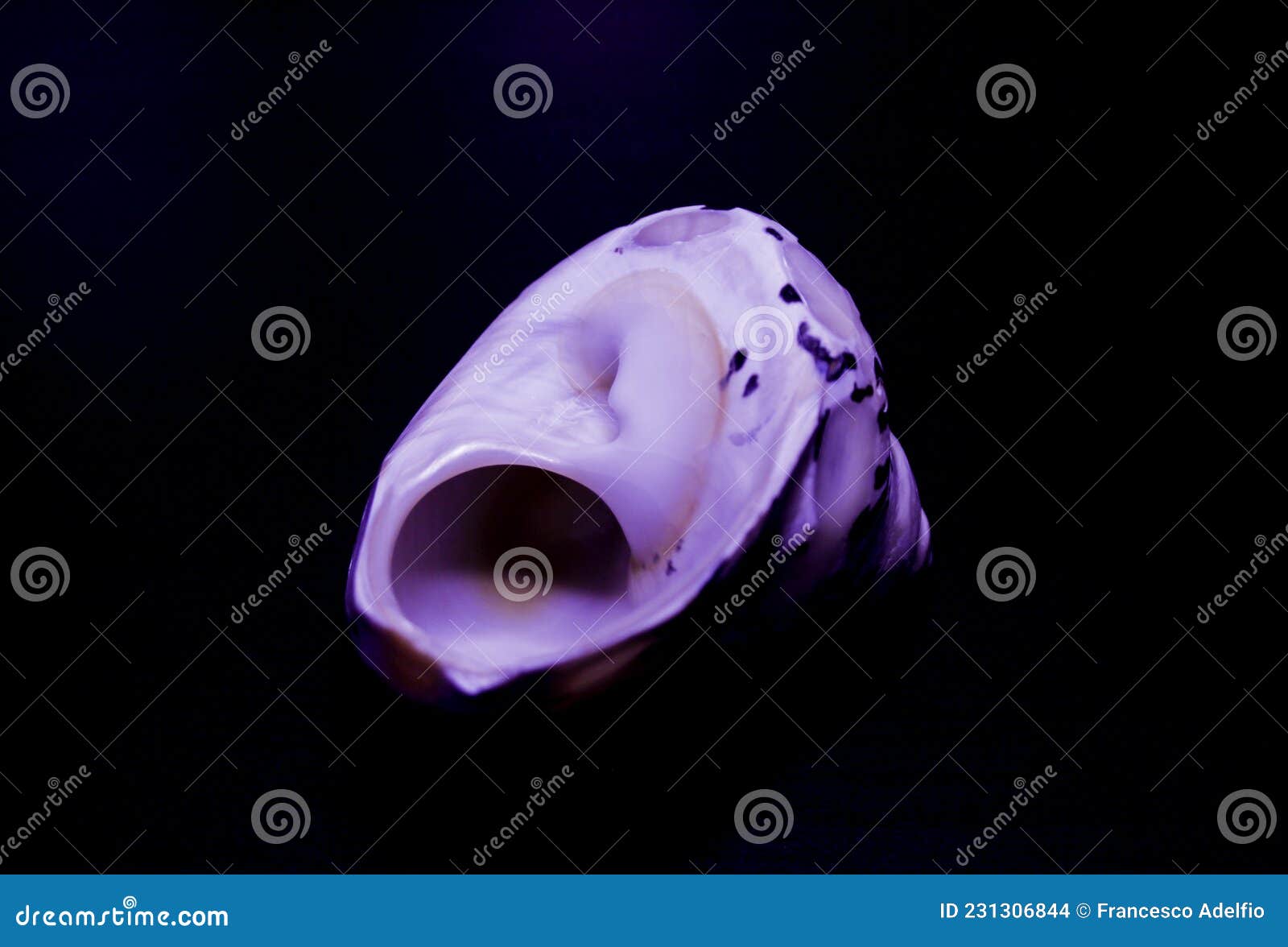 Shell, Pearly, Interior View, Purple Stock Photo - Image of purple ...