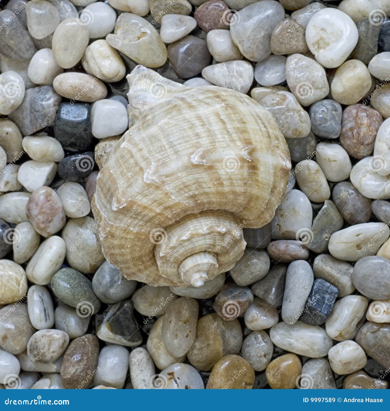 Shell on pebble stock image. Image of gray, pebble, nature - 9997589
