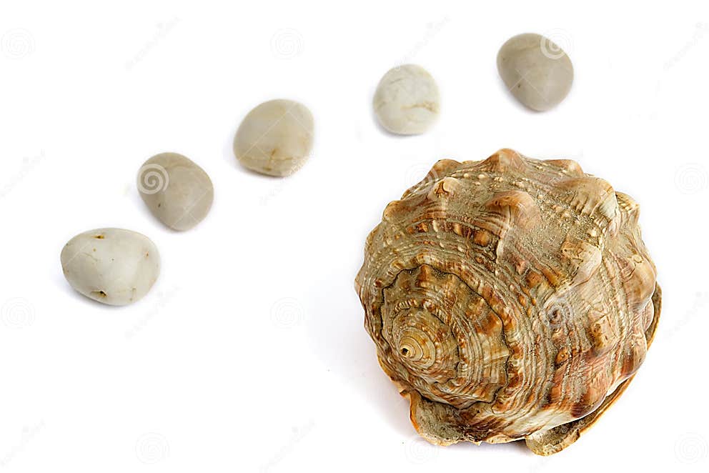 Shell and pebbles stock photo. Image of white, orange - 22790562