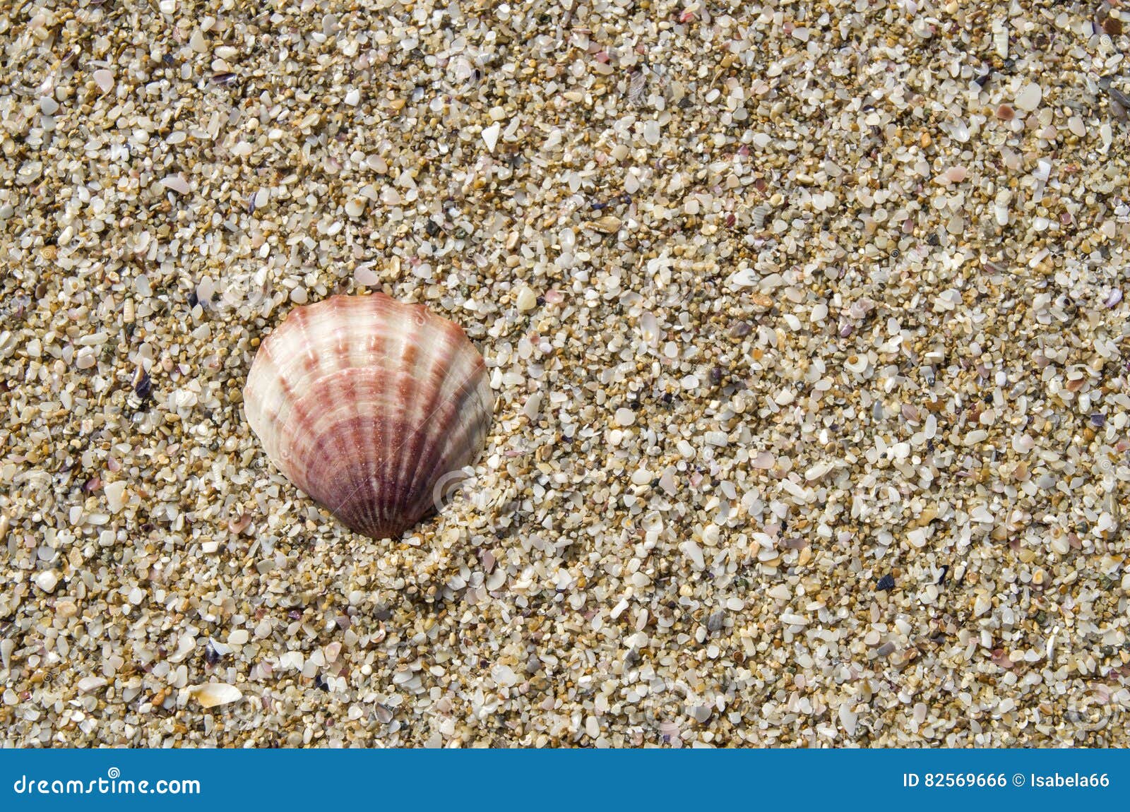 Shell of Pecten Ponticus on Sand Stock Photo - Image of pectinidae ...