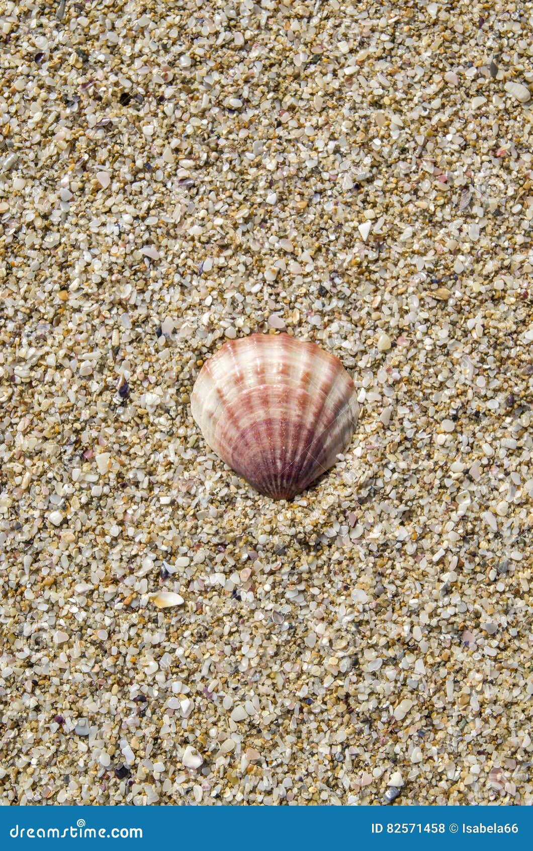 Sea Shell ,Pecten Scallops ,saltwater Clams Isolated On White ...