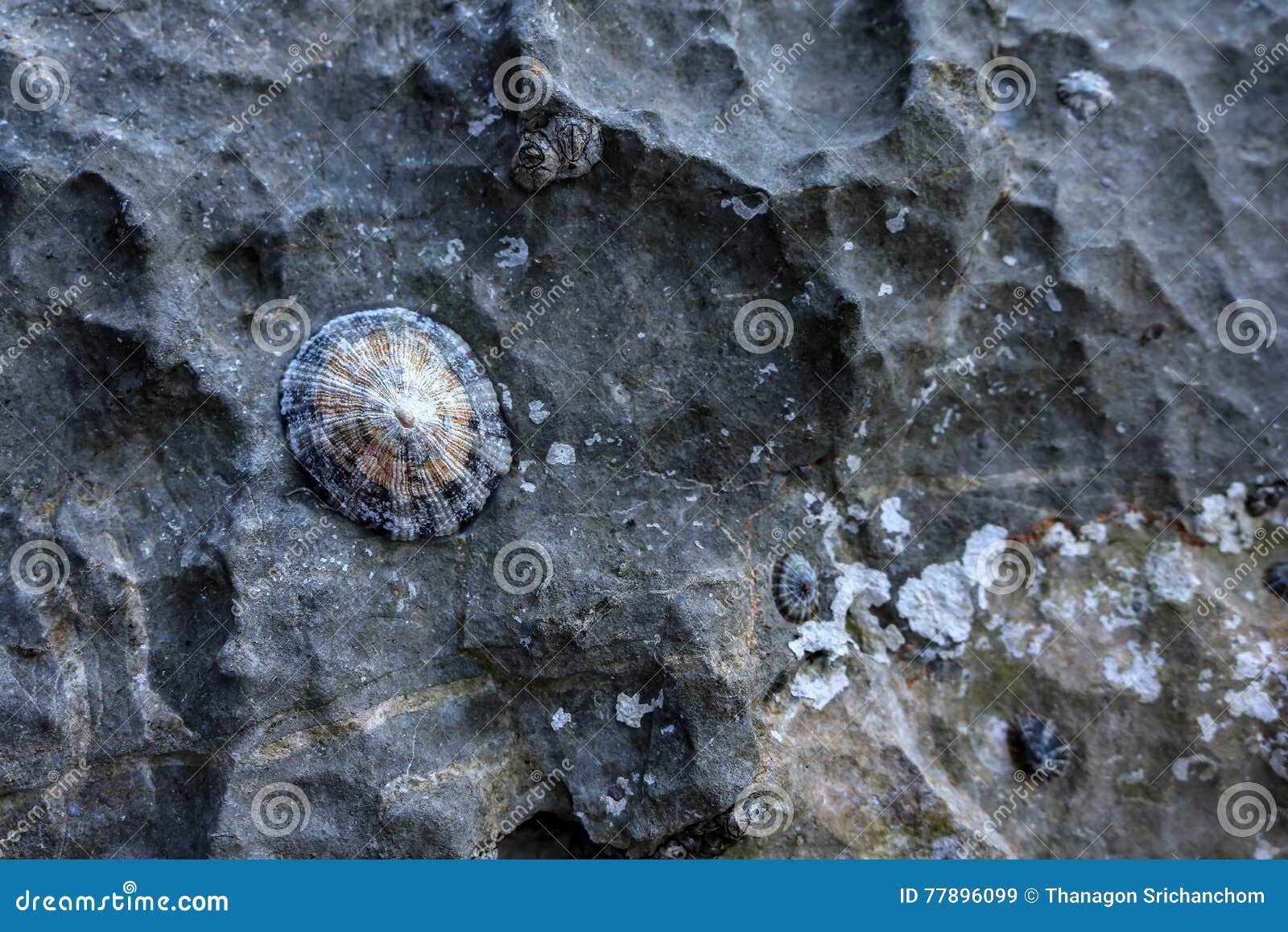 Shell perched on a rock stock image. Image of shell, background - 77896099