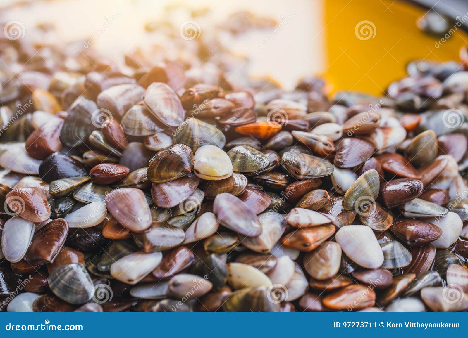 Shell Pickle Salty Thai Seafood Preservation Stock Image - Image of ...