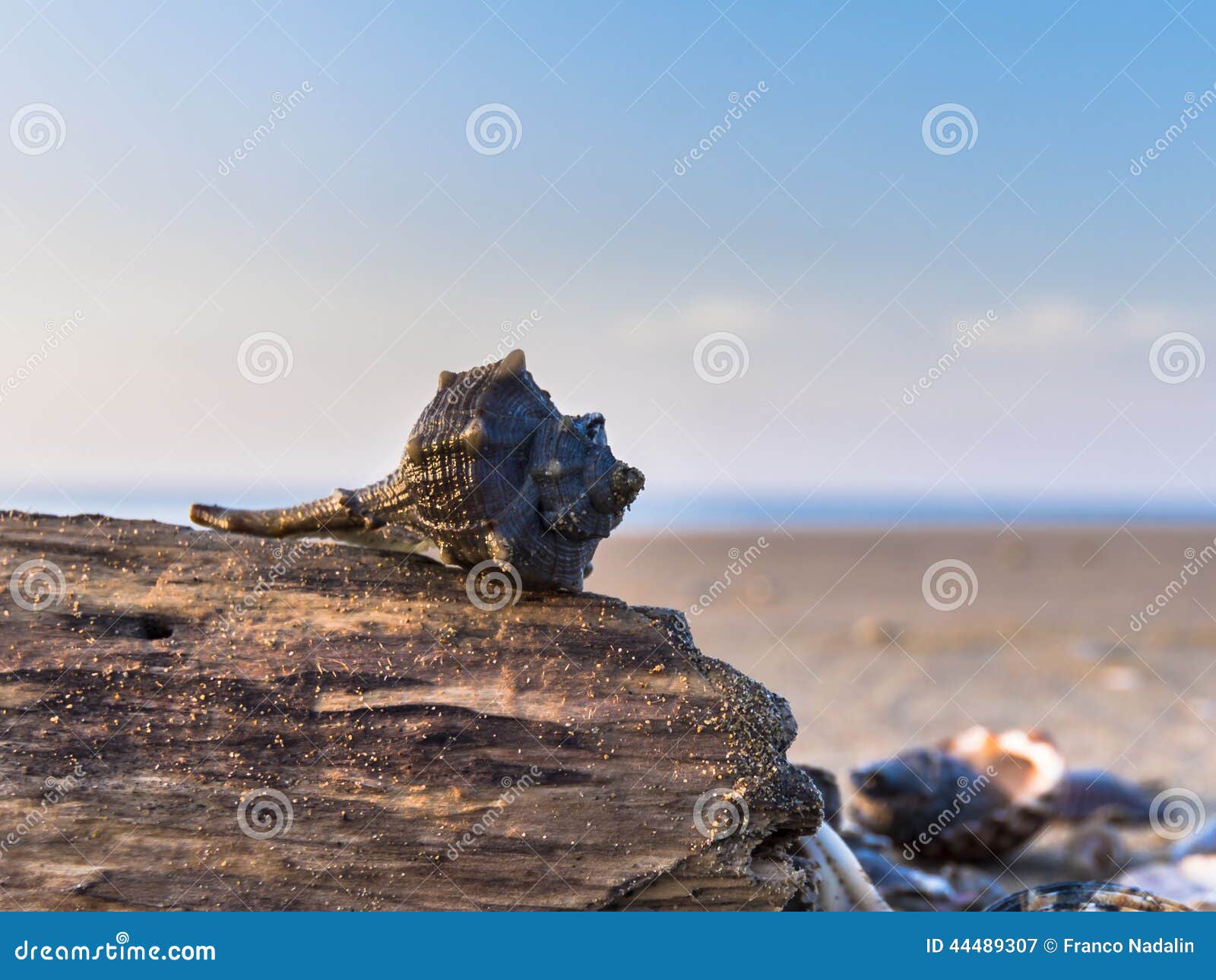 Shell on a piece of wood stock image. Image of object - 44489307