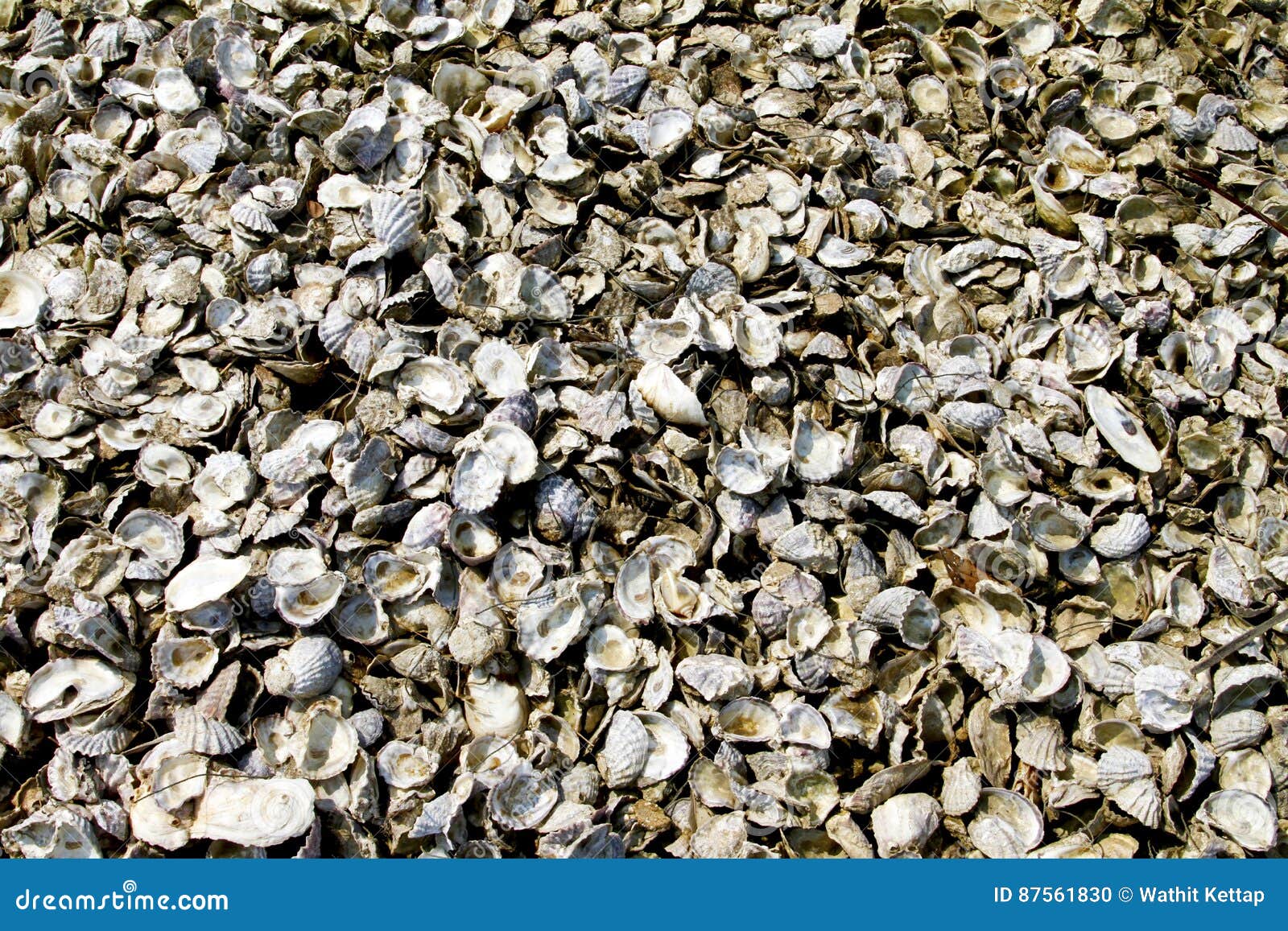 Shell stock photo. Image of contamination, fossil, dirty - 87561830