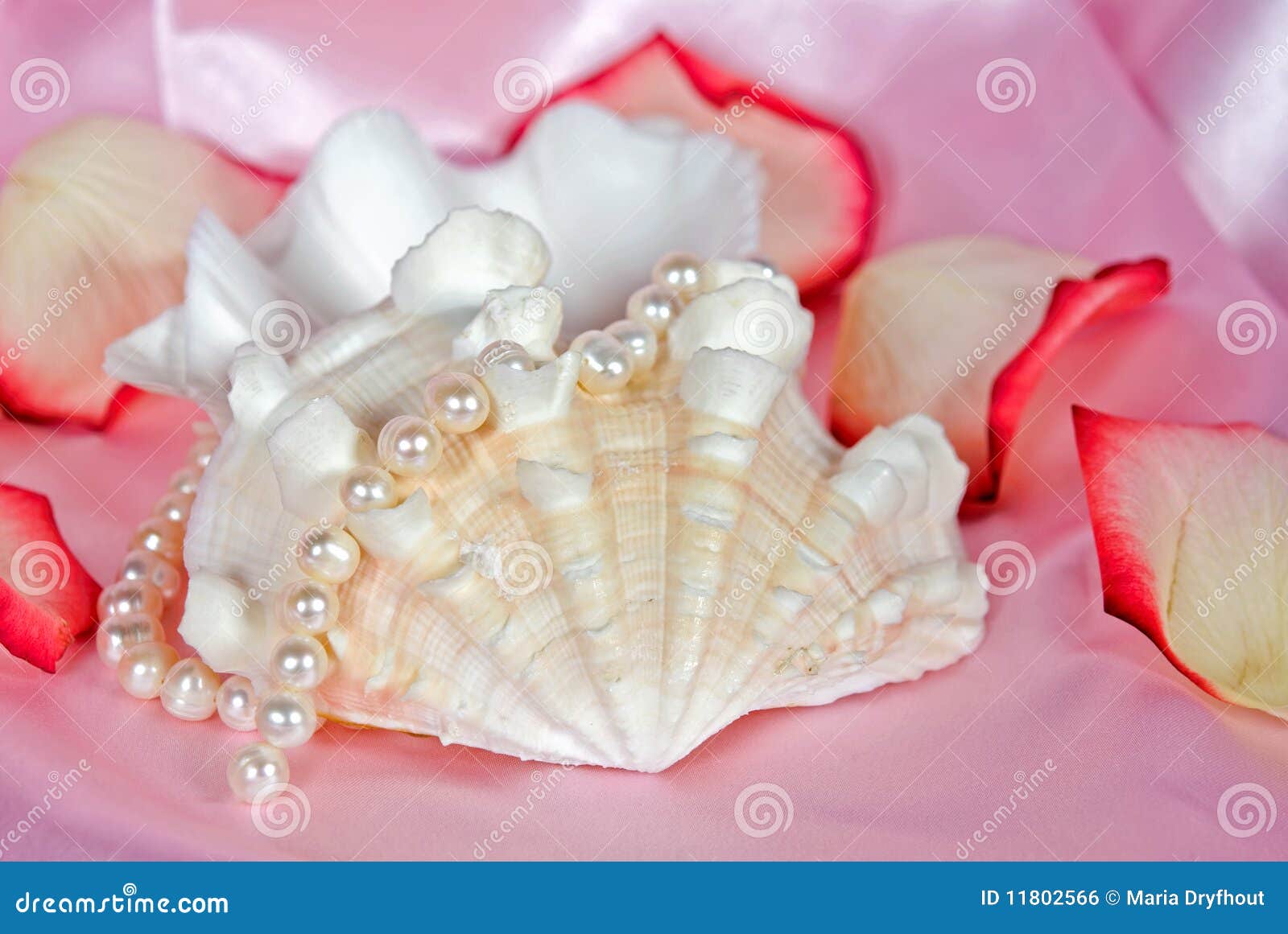 Shell Pink stock photo. Image of pretty, jewelry, nature - 11802566