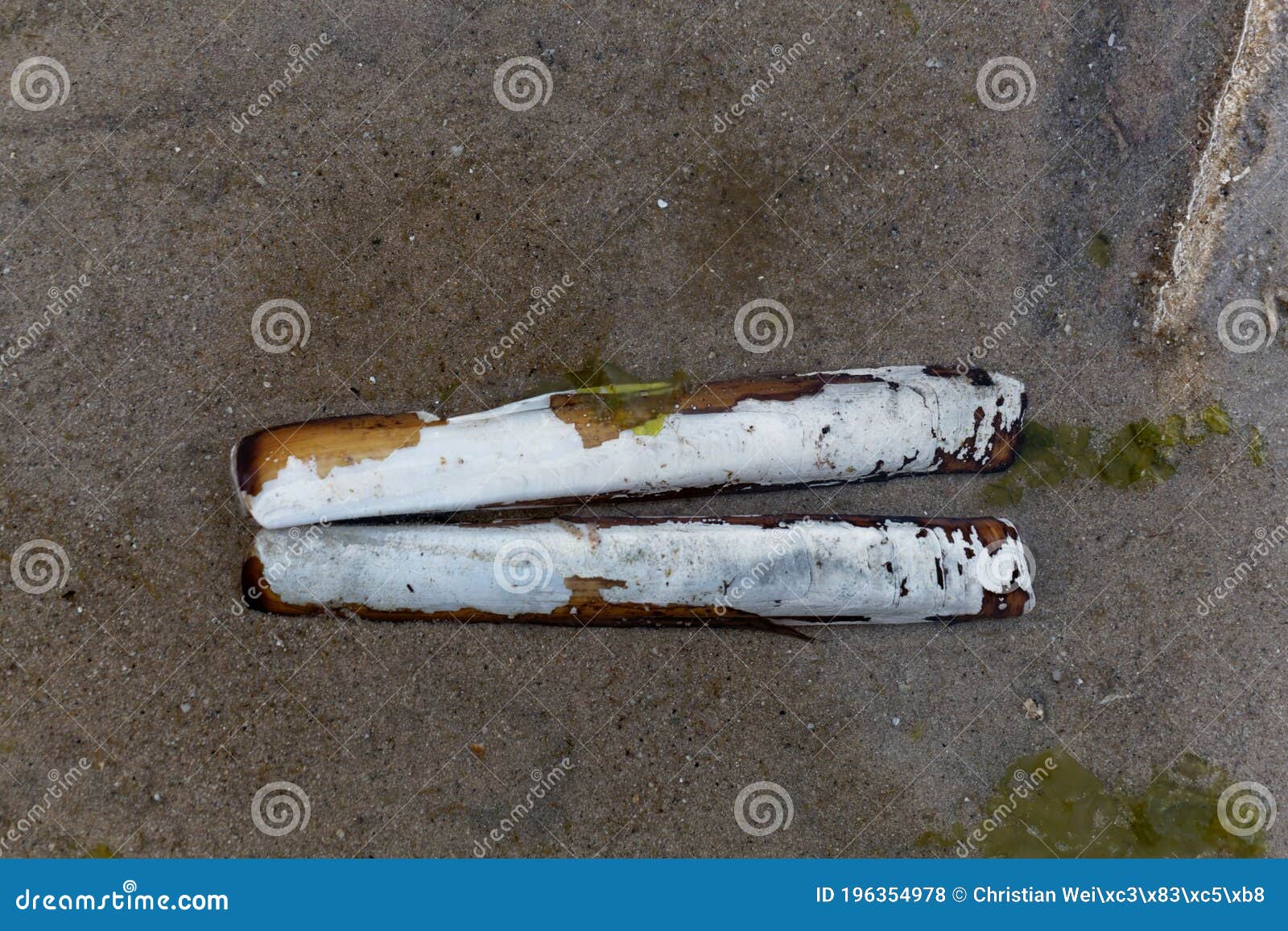 Shell of a Pod Razor, Ensis Siliqua Stock Photo - Image of macro, conch ...