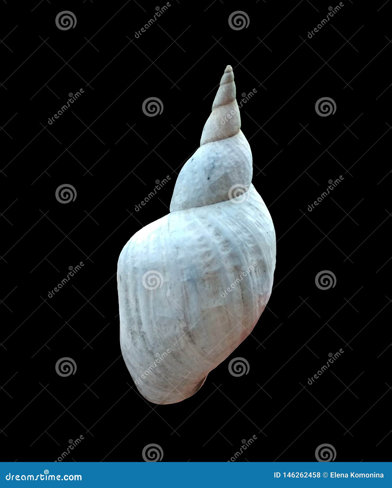 Shell of a pond snail. stock photo. Image of scroll - 146262458