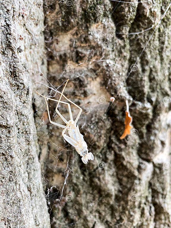 The Shell of a Praying Mantis in a Spider& X27;s Web. Stock Photo ...