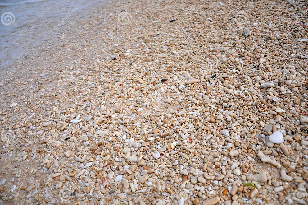 Shell in Puka Beach stock photo. Image of boracay, shell - 56890202