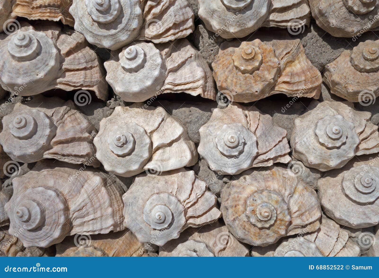 Shell Rapa whelk stock photo. Image of design, ocean - 68852522