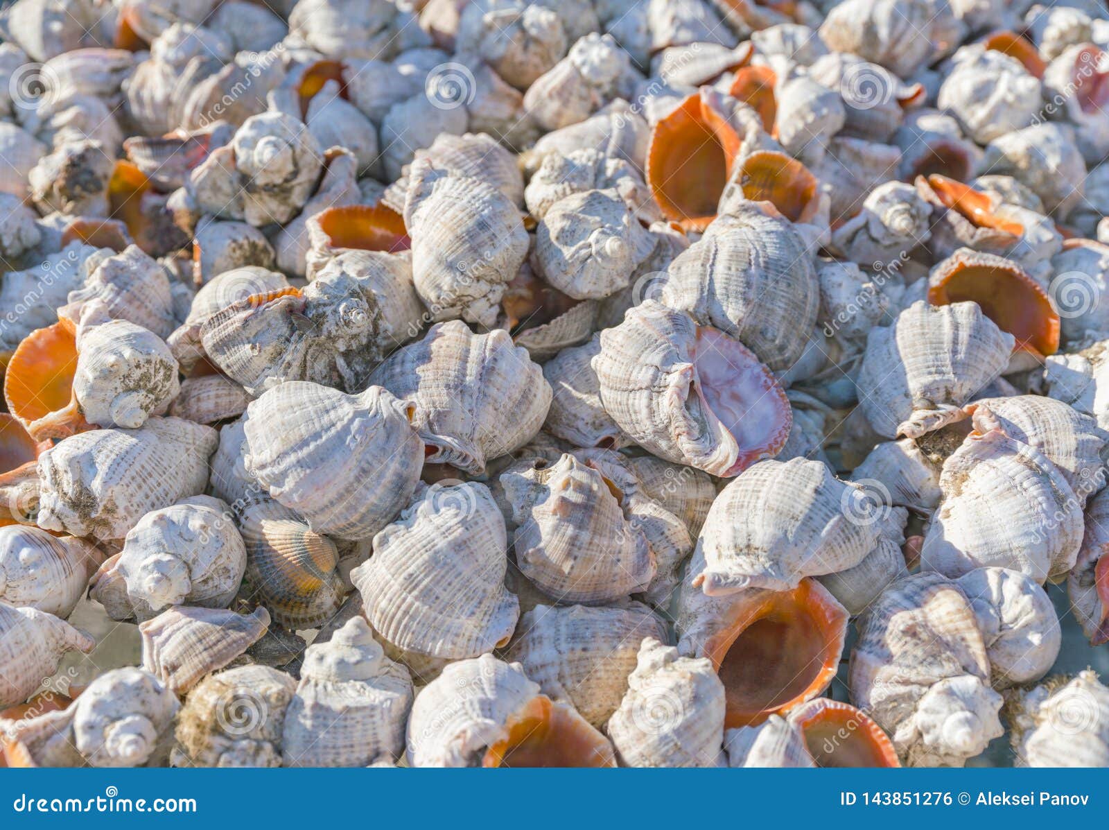 The shell of rapan stock photo. Image of ocean, elements - 143851276