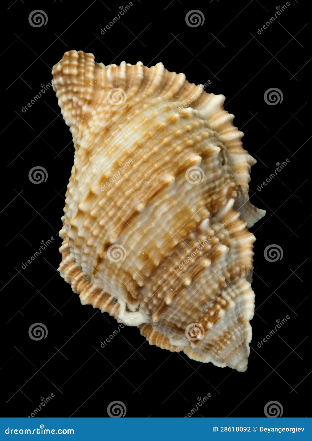 Shell Rapana foto de stock. Imagem de ninguém, colete - 28610092