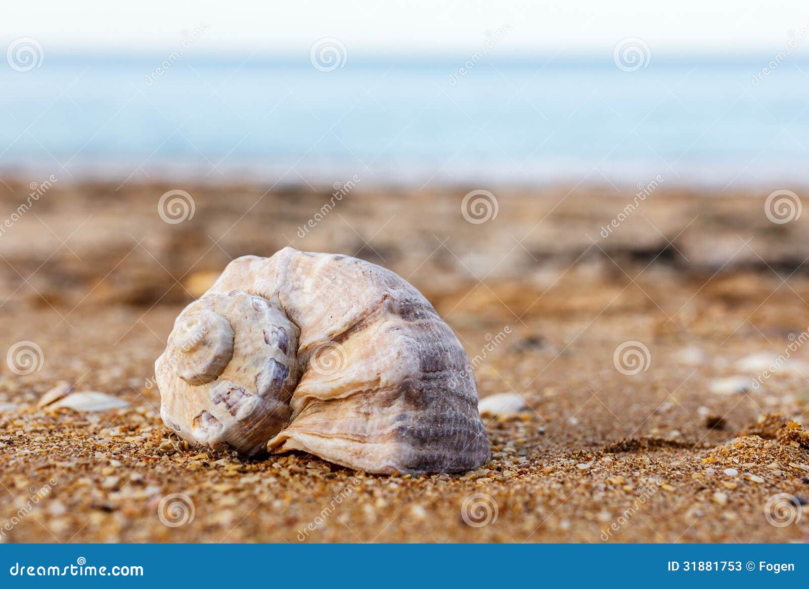 Shell Rapana Against the Sea Stock Image - Image of scallop, coastline ...