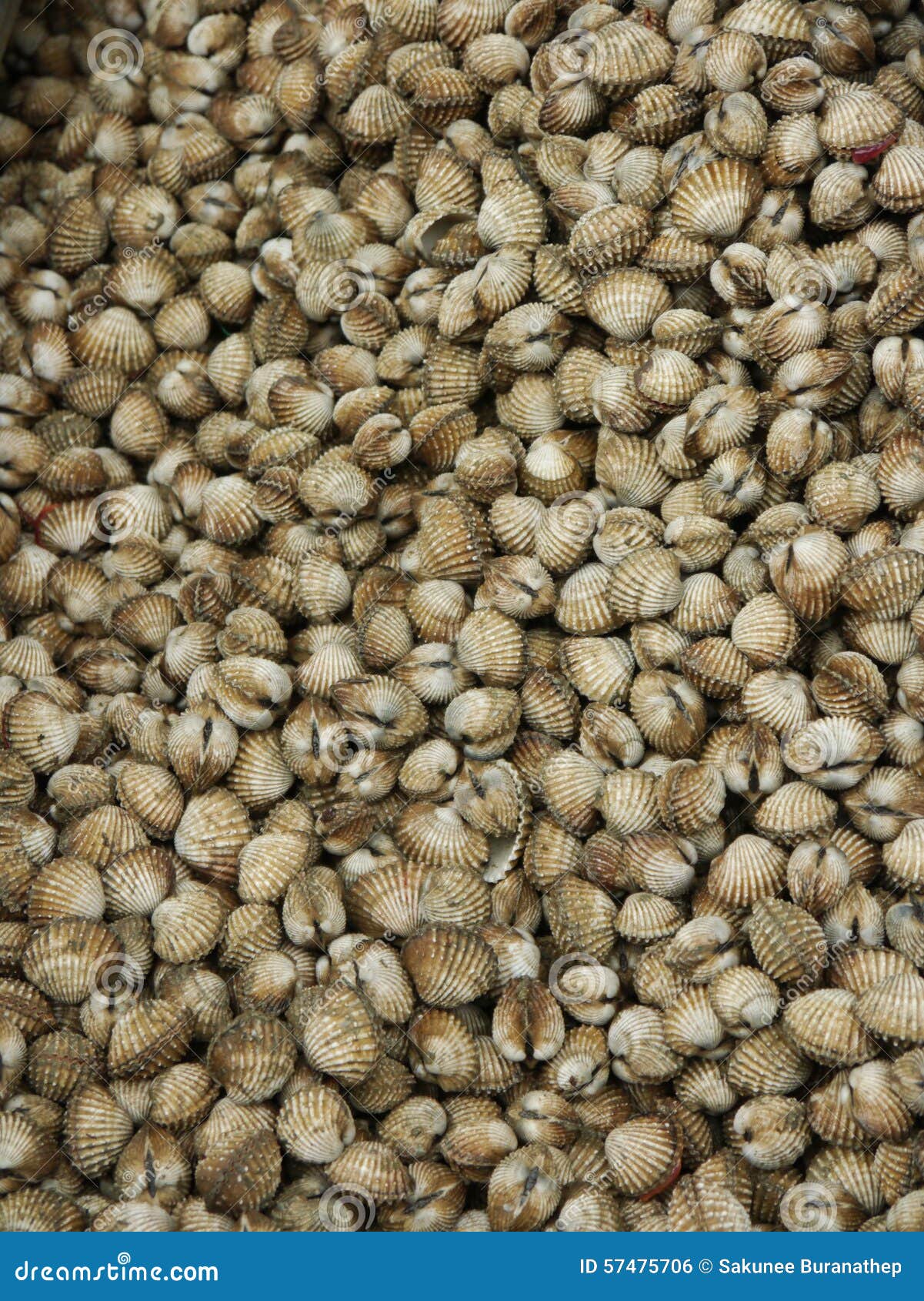 Shell Raw Food foto de archivo. Imagen de exterior, mercado - 57475706