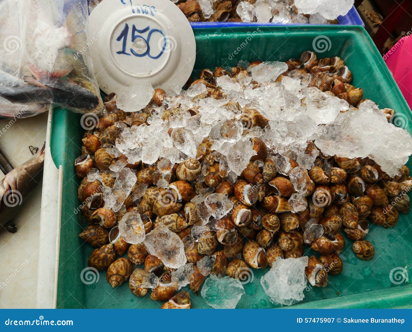 Shell Raw Food imagen de archivo. Imagen de crudo, lifestyle - 57475907