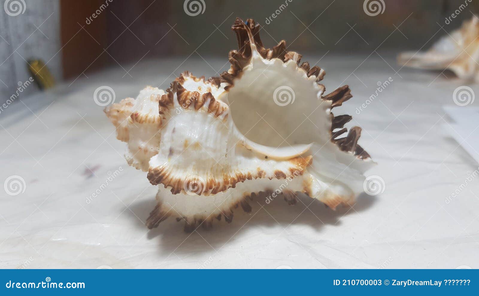 Shell relief white 5 stock image. Image of coral, reef - 210700003