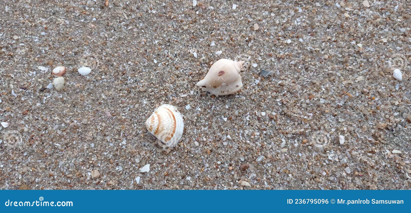 Shell Remains on the Sand at the Beach. Stock Photo - Image of ...